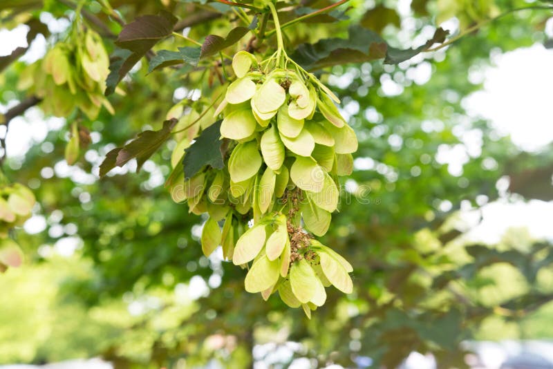 Maple fruits or samaras stock photo. Image of environment - 117702774