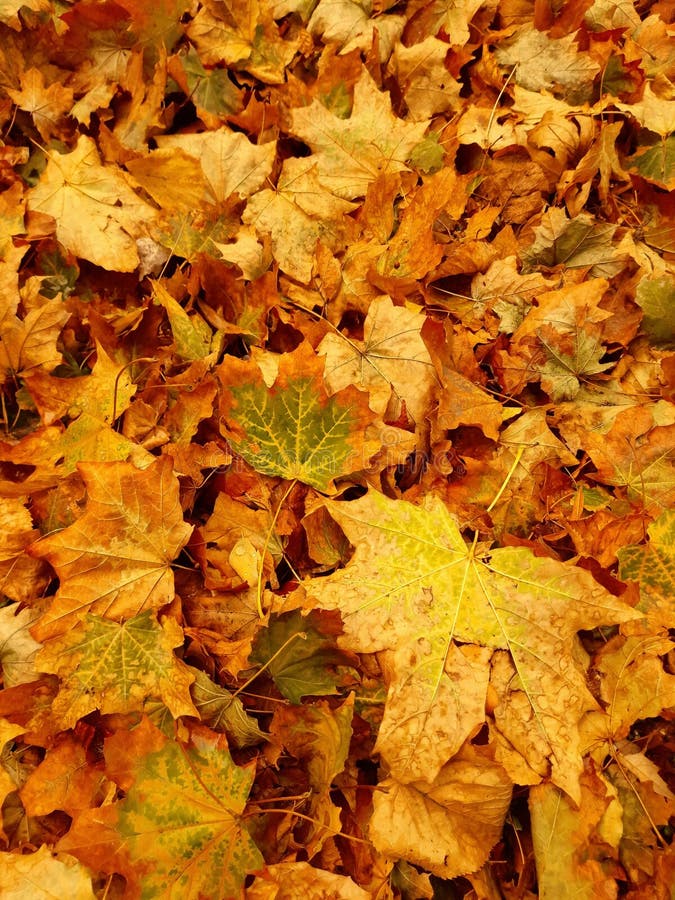 Maple Golden Leaf Fall after an Autumn Rain Stock Image - Image of ...