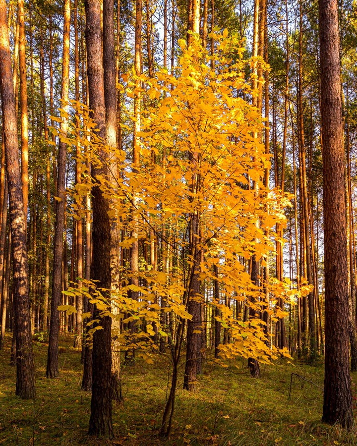 Maple with Golden Leaves in a Pine Forest Stock Photo - Image of ...