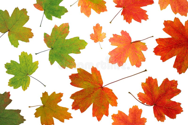 Maple Gradient Green-red Leaves with Backlit Stock Photo - Image of ...