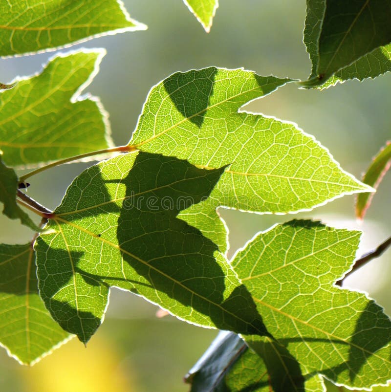 Maple stock image. Image of green, leaves, maple, light - 48844679
