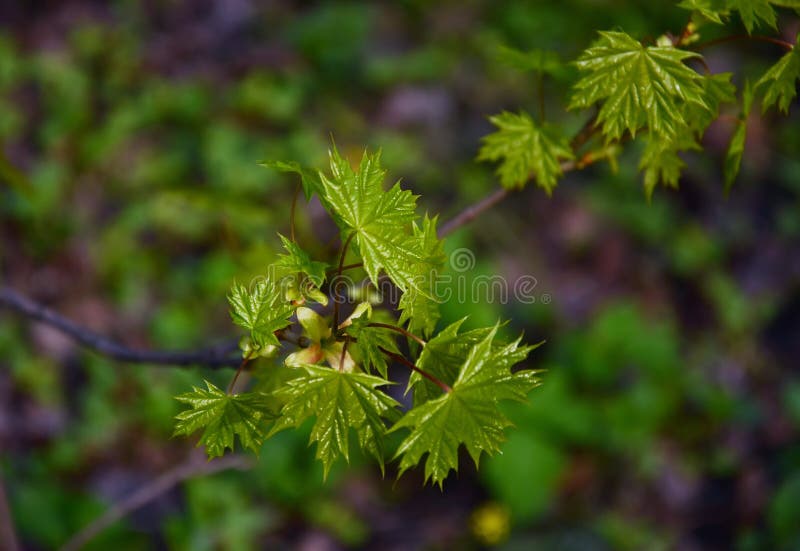 Maple Green Leaves Blossomed from Buds on a Branch in Spring Stock ...