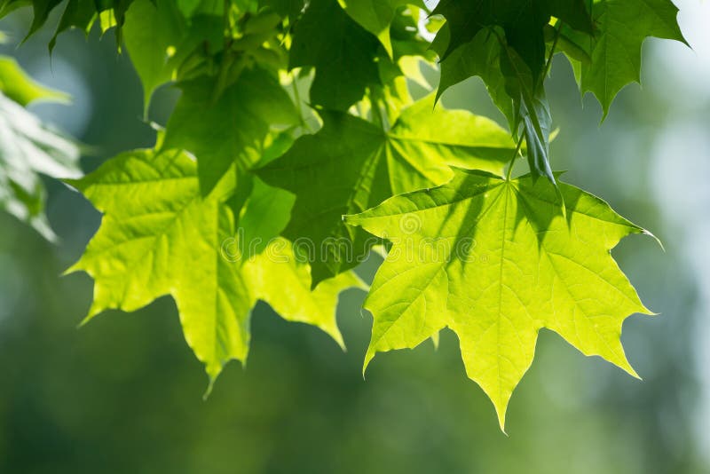 Maple Green Leaves on the Tree Stock Photo - Image of freshness, leaf ...