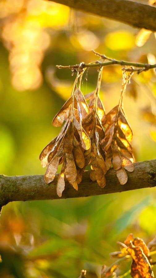 Maple Helicopter Seeds Illuminated by Evening Sunlight Stock Image ...