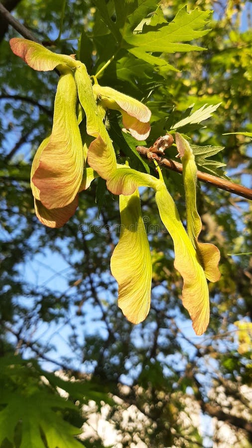 Maple Helicopter Seeds in the Sunset Stock Photo - Image of sunset ...