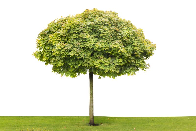 Maple isolated tree stock image. Image of plant, single - 27177707