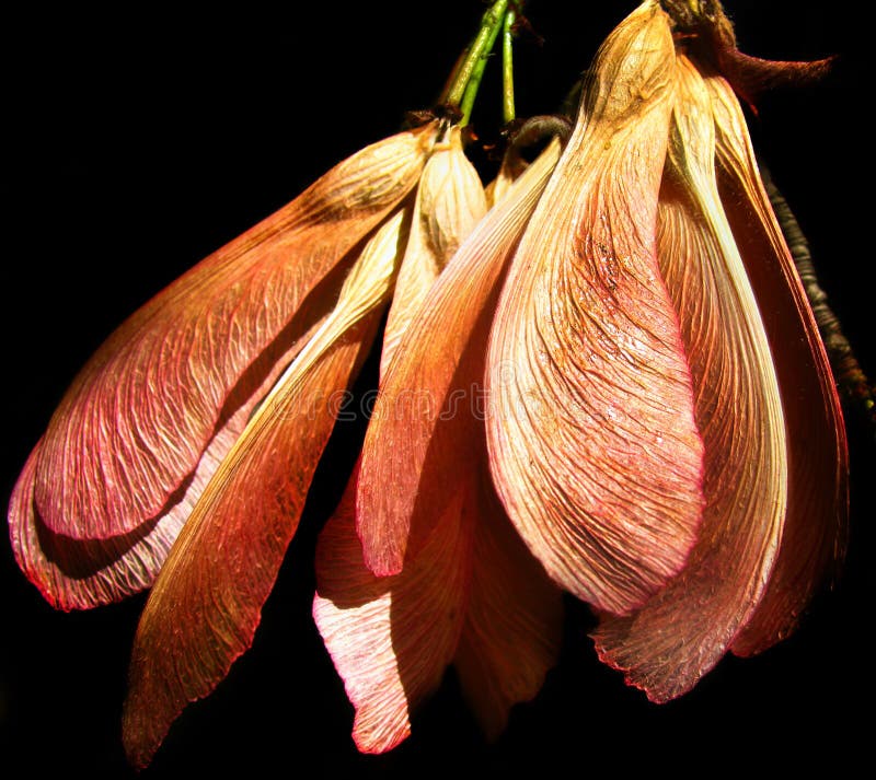 Maple Keys stock photo. Image of seedling, seed, flora - 25711078