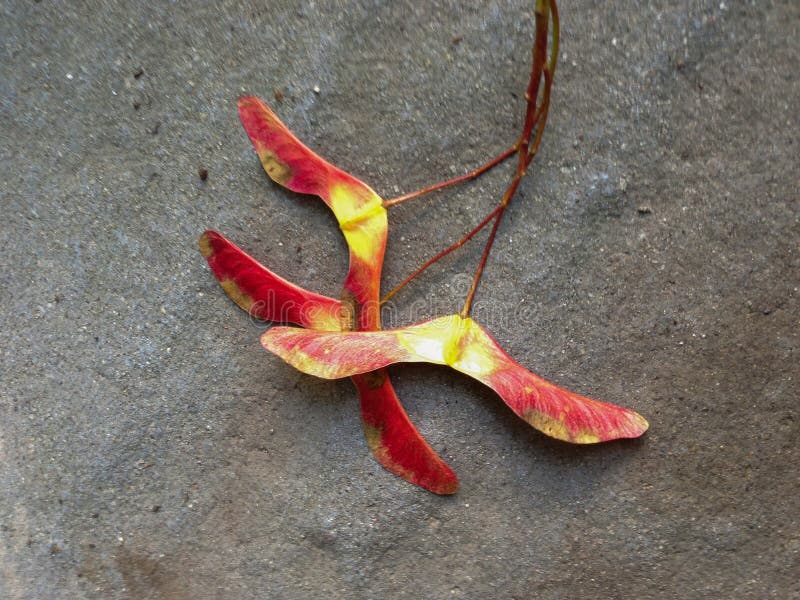 Maple Keys on Sidewalk stock photo. Image of sidewalk - 370126008