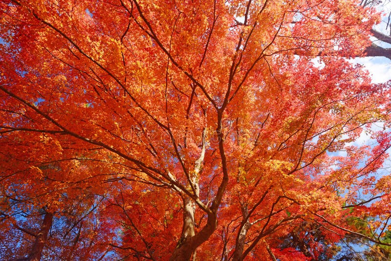 Maple in kyoto stock image. Image of orange, travel, vivid - 47784115