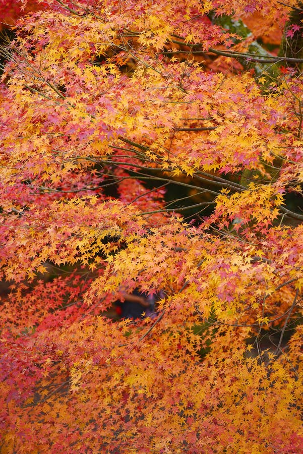 Maple in kyoto stock image. Image of vivid, scene, beauty - 54023507