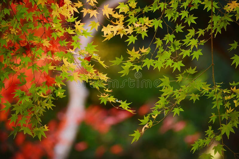 Maple in kyoto stock image. Image of vivid, scene, beauty - 54023507