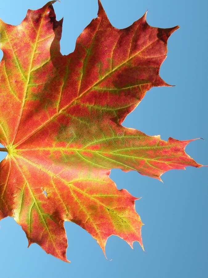 Maple leaf stock image. Image of maple, leaf, season - 11169103