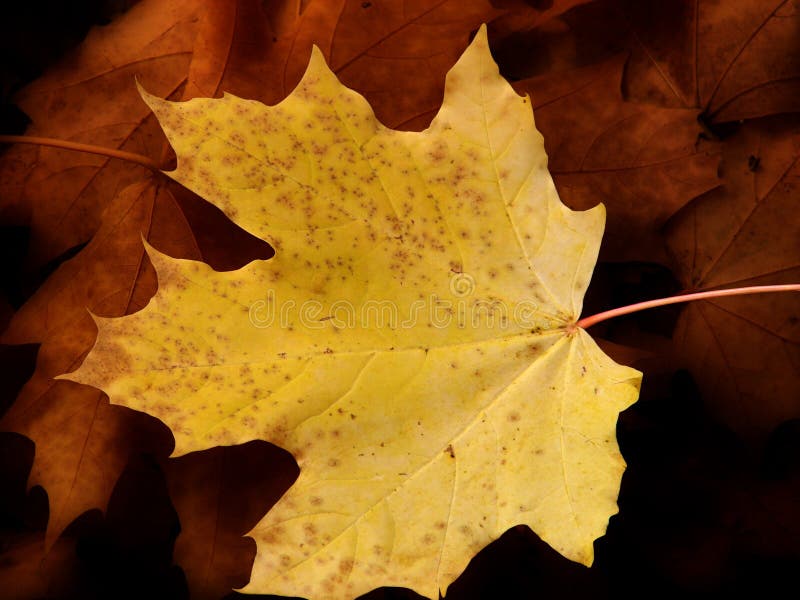 Maple Leaf stock image. Image of maple, nature, white - 11291773