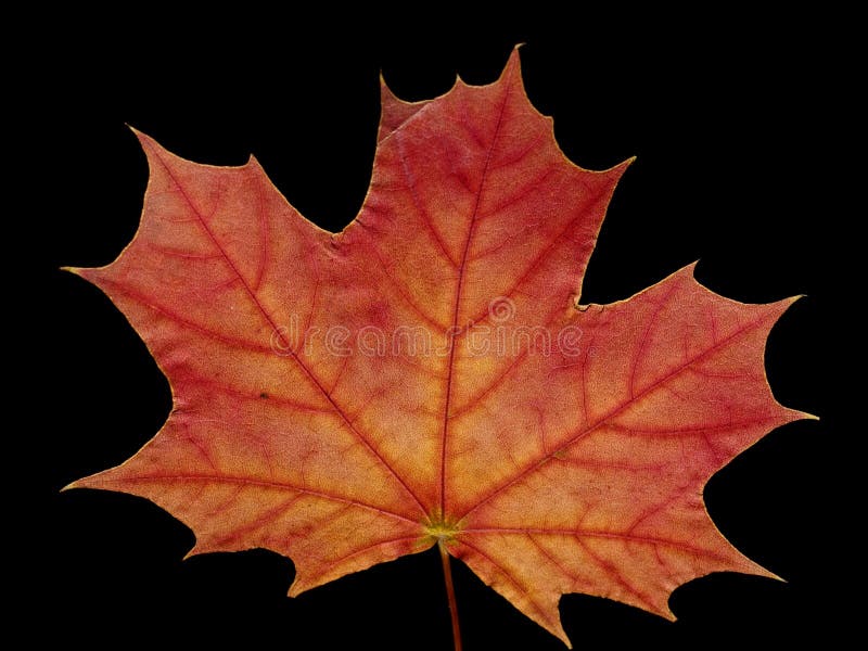 Spring maple leaf stock image. Image of freshness, cell - 11035721