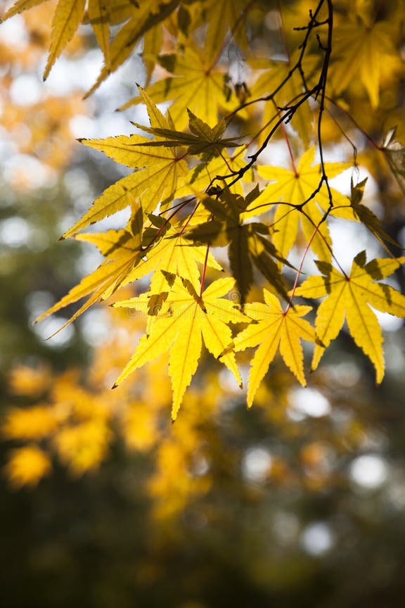 Maple leaf stock photo. Image of maple, autumn, fall - 12014254