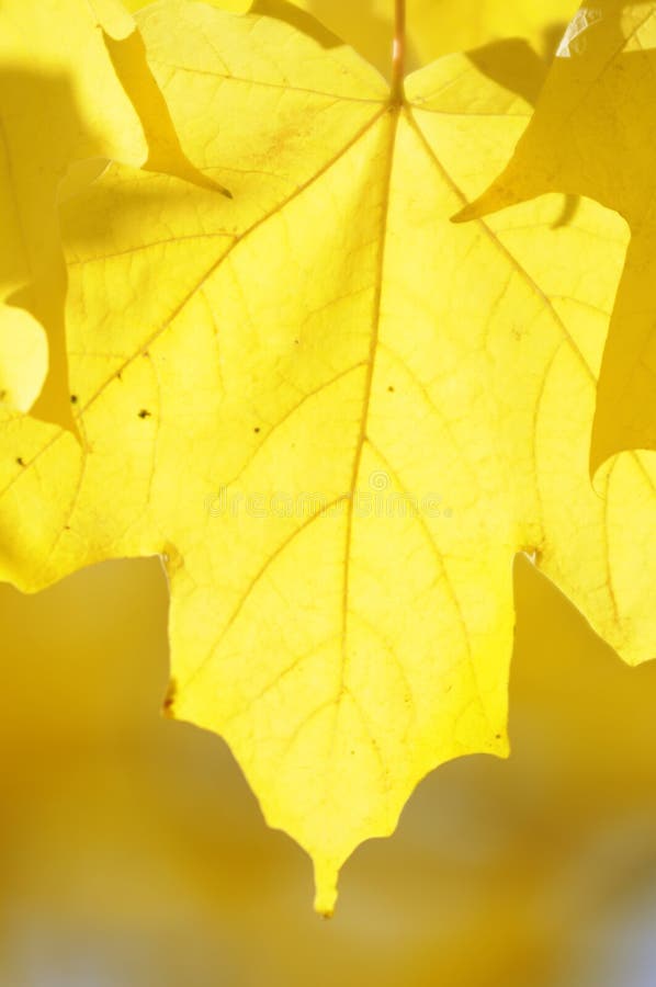 Maple Leaf stock image. Image of decorative, leaf, park - 12307013