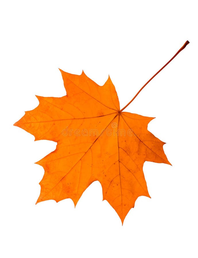 Maple leaf stock image. Image of object, tree, leaf, plant - 12403677