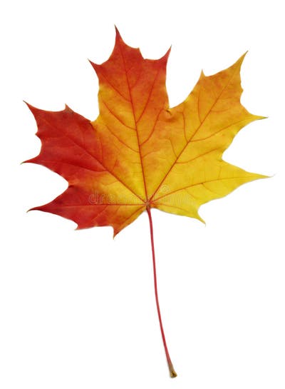 Maple leaf stock photo. Image of medical, clipping, plants - 1321400