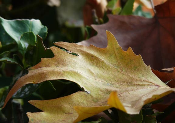 Maple leaf stock image. Image of ground, insurance, fall - 13247747