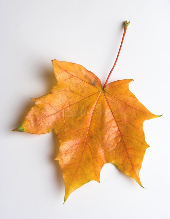 Maple leaf stock image. Image of autumn, equinox, leaf - 1358807