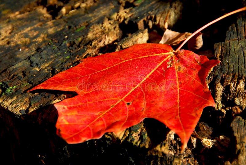 Maple leaf stock photo. Image of colorful, detail, leaf - 1381950