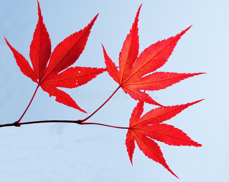 Maple leaf stock image. Image of closed, spring, macro - 14146919