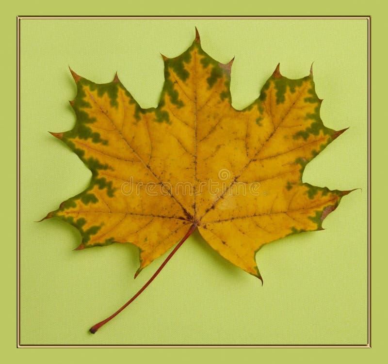 Maple Leaf Picture. Image: 14337776