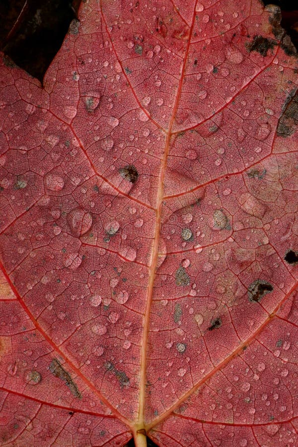Maple leaf stock image. Image of seasons, tree, closeup - 145719