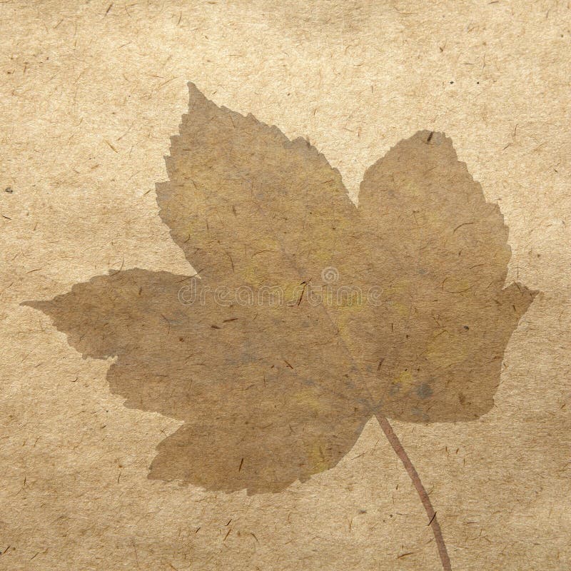 Maple Leaf Scroll Stock Illustrations – 777 Maple Leaf Scroll Stock ...