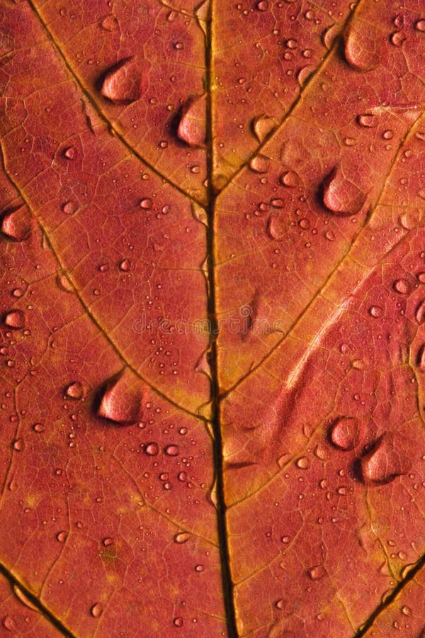 Maple leaf stock image. Image of botany, nature, saccharum - 2052075