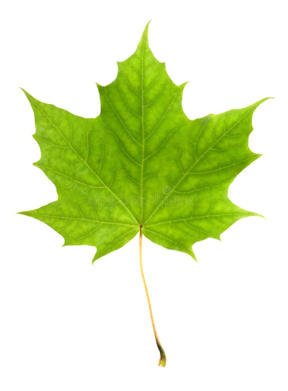 489,869 Maple Leaf Tractors Stock Photos - Free & Royalty-Free Stock ...