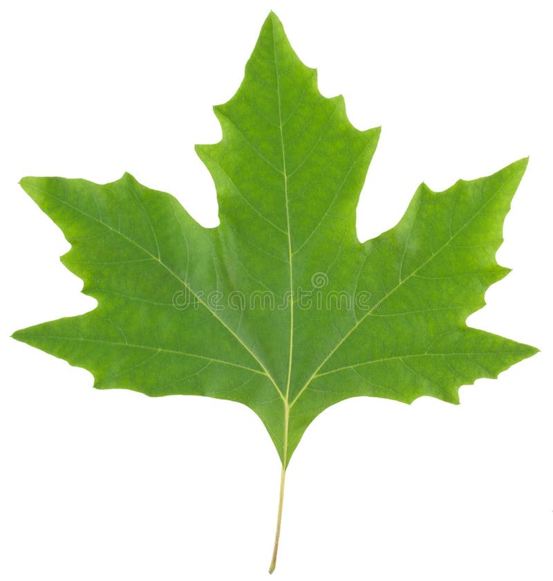 Maple Leaf stock photo. Image of clipping, autumn, tree - 394180