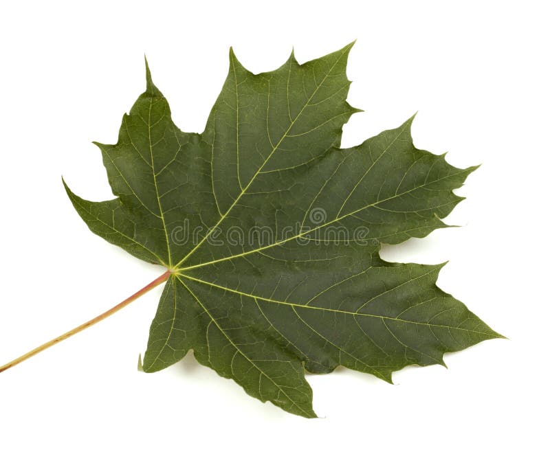 Black walnut leaves stock photo. Image of fern, walnut - 187324