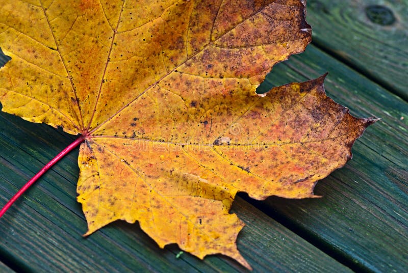 Maple leaf. stock image. Image of environment, closeup - 27054049