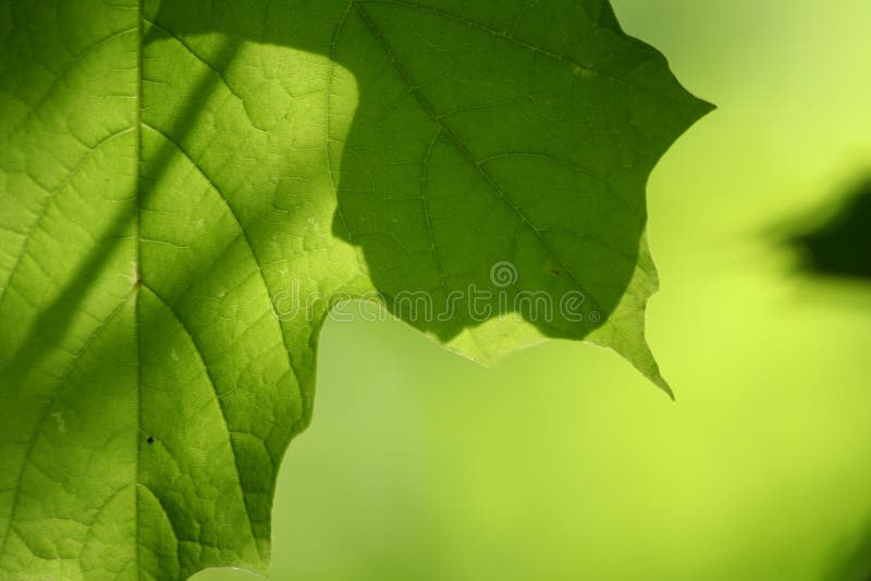 254 Maple Tree Cross Section Stock Photos - Free & Royalty-Free Stock ...