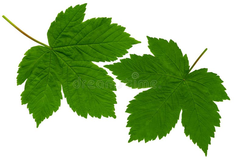 2,162 Maple Leaf No Background Stock Photos - Free & Royalty-Free Stock ...