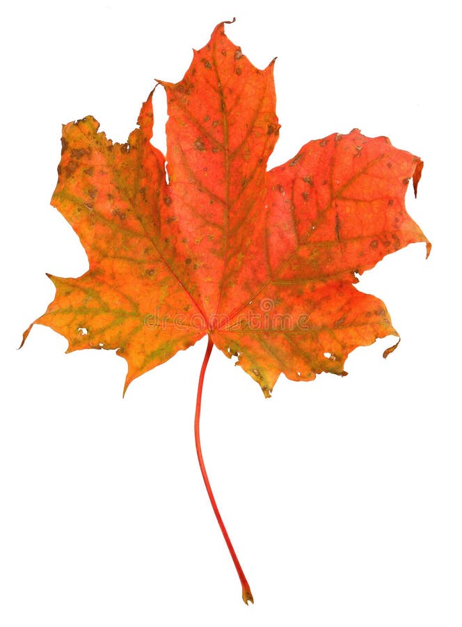 4,190 Decaying Leaf Stock Photos - Free & Royalty-Free Stock Photos ...