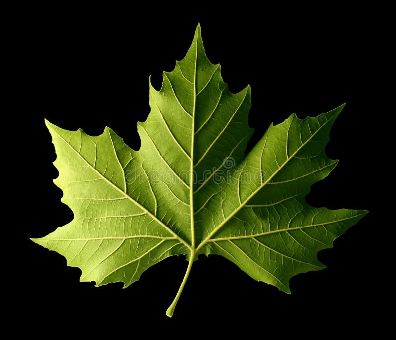 Maple leaf stock photo. Image of background, nature, green - 3652988