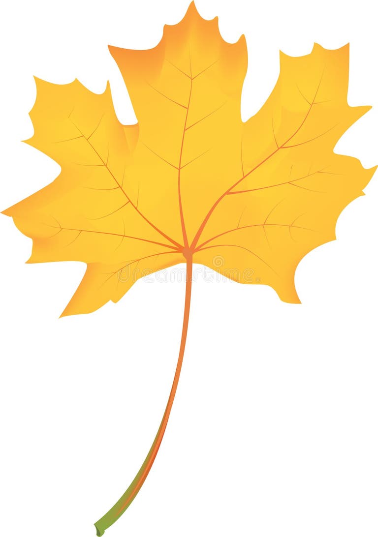 Yellow Maple Leaf Illustration Stock Illustrations – 66,762 Yellow ...