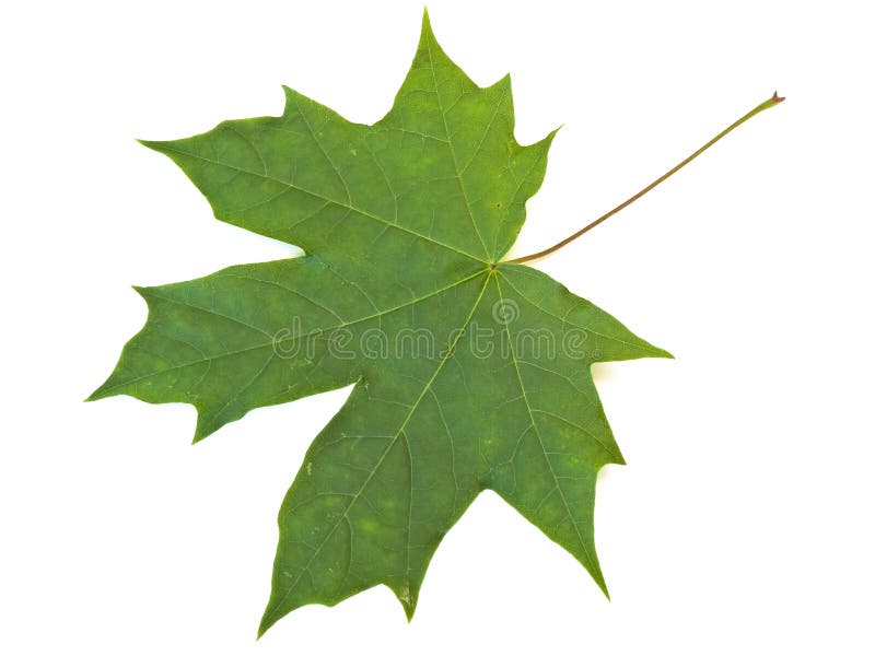 Maple leaf stock photo. Image of plant, botany, botanise - 5963004