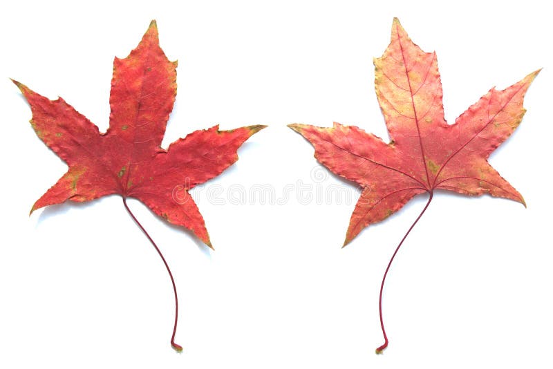 Maple leaf stock photo. Image of season, fall, leafstalk - 6257926