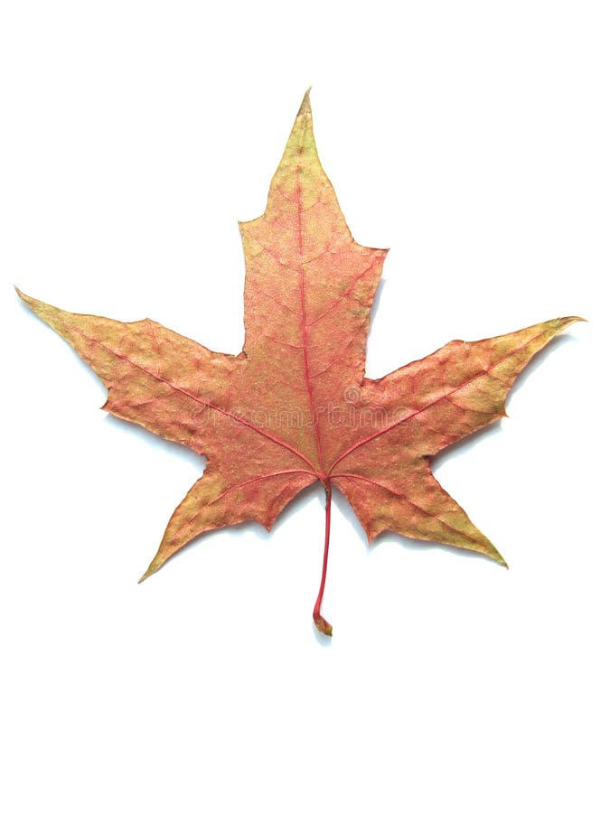 MAPLE LEAF Picture. Image: 6340756