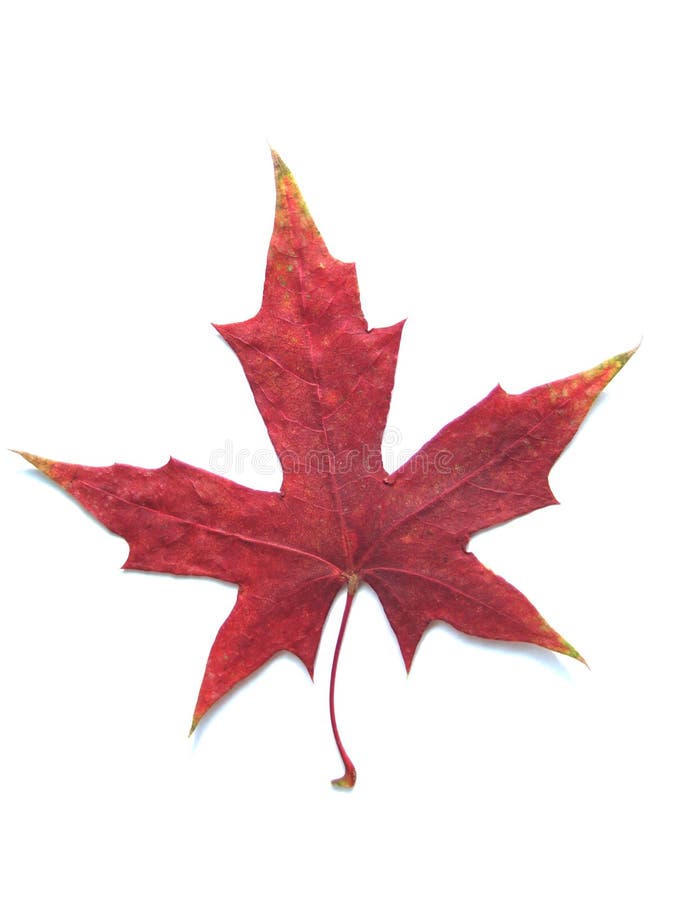 Maple Leaf Picture. Image: 6422919