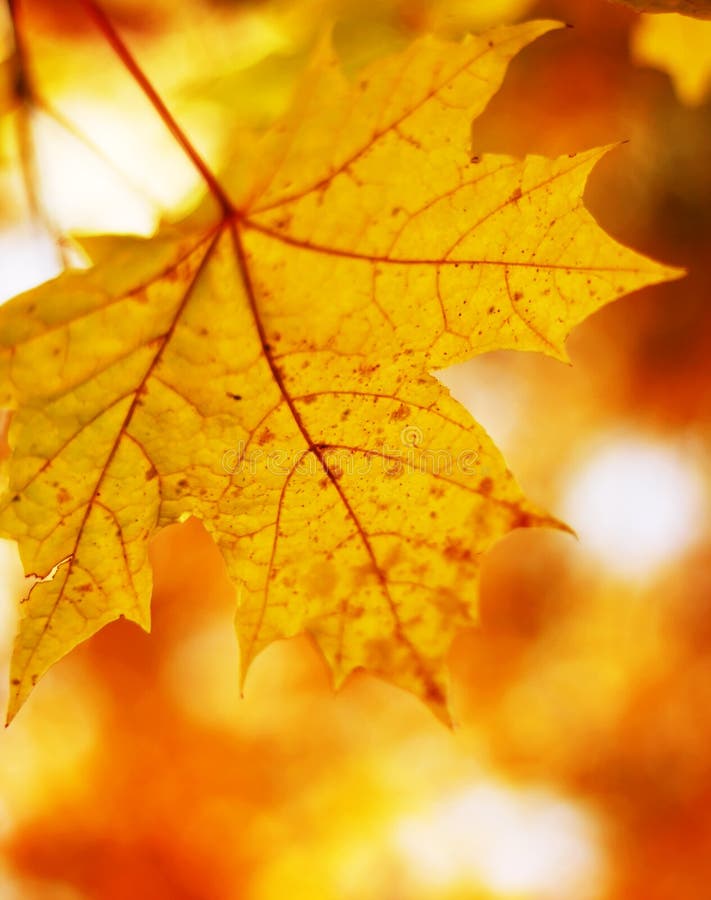 Maple leaf stock image. Image of copyspace, nature, decorative - 6627975