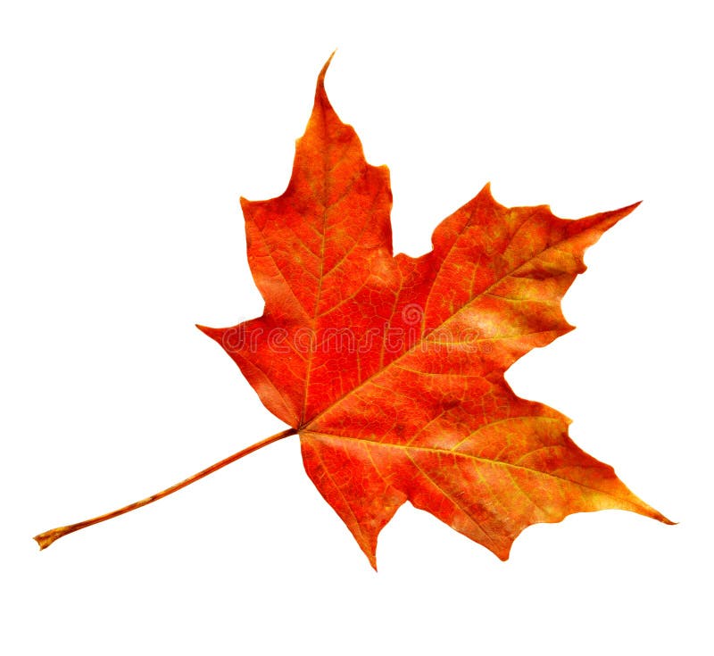 Single Maple Leaf Changing Fall Color 2 Stock Image - Image of green ...