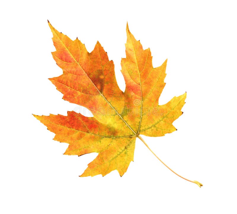 Maple leaf stock photo. Image of closeup, single, vein - 6683184