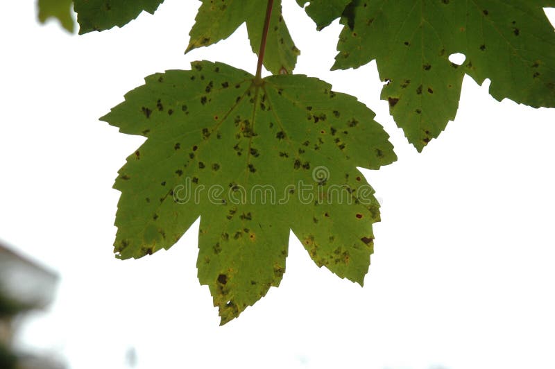 Maple Leaf Picture. Image: 97736016