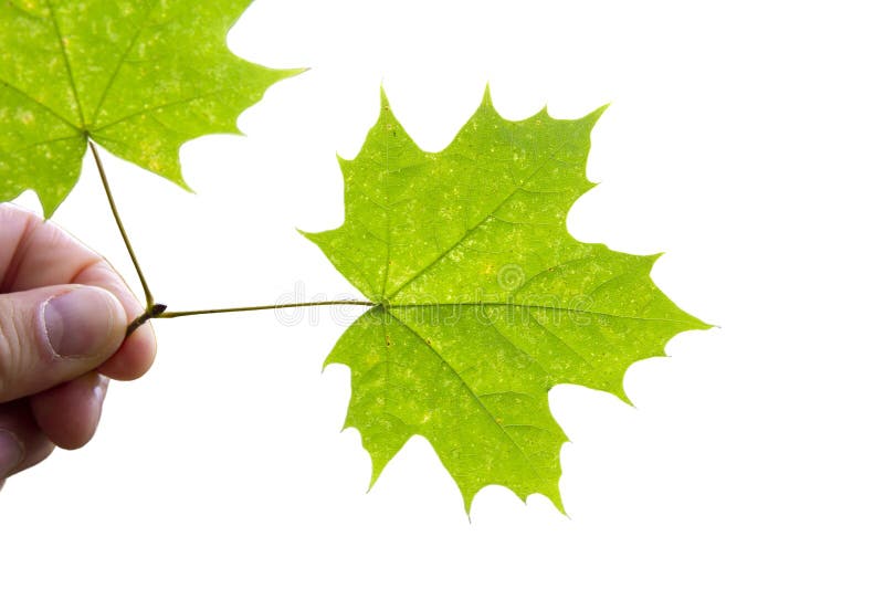Maple Leaf As an Autumn Symbol on an Isolated White Background Stock ...
