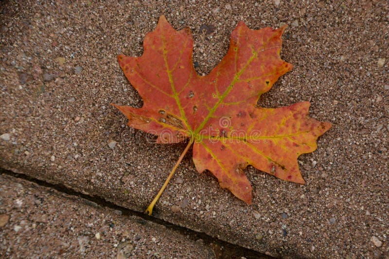 Maple Leaf stock image. Image of edges, stem, leaf, fall - 79860655