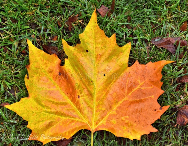 Maple Leaf in Autumn stock image. Image of autumn, leaf - 188853567
